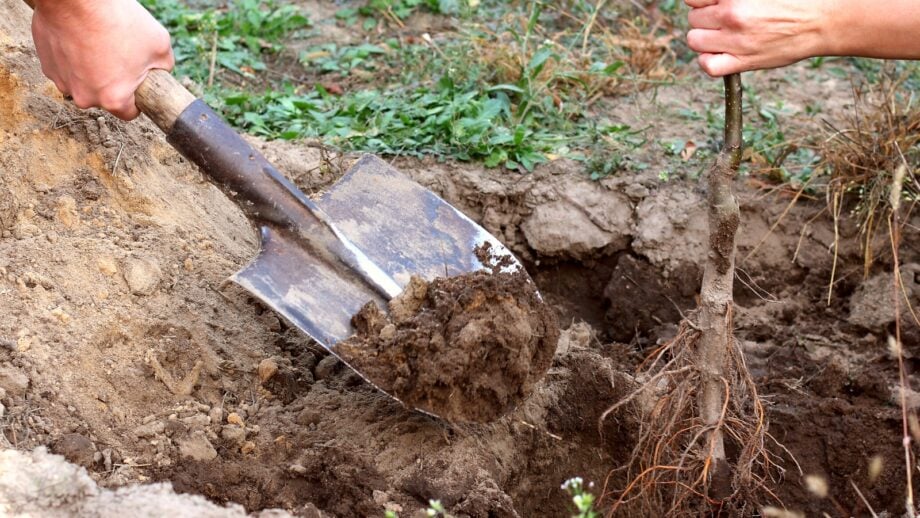 How to Plant, Grow, and Care for 'Granny Smith' Apple Trees