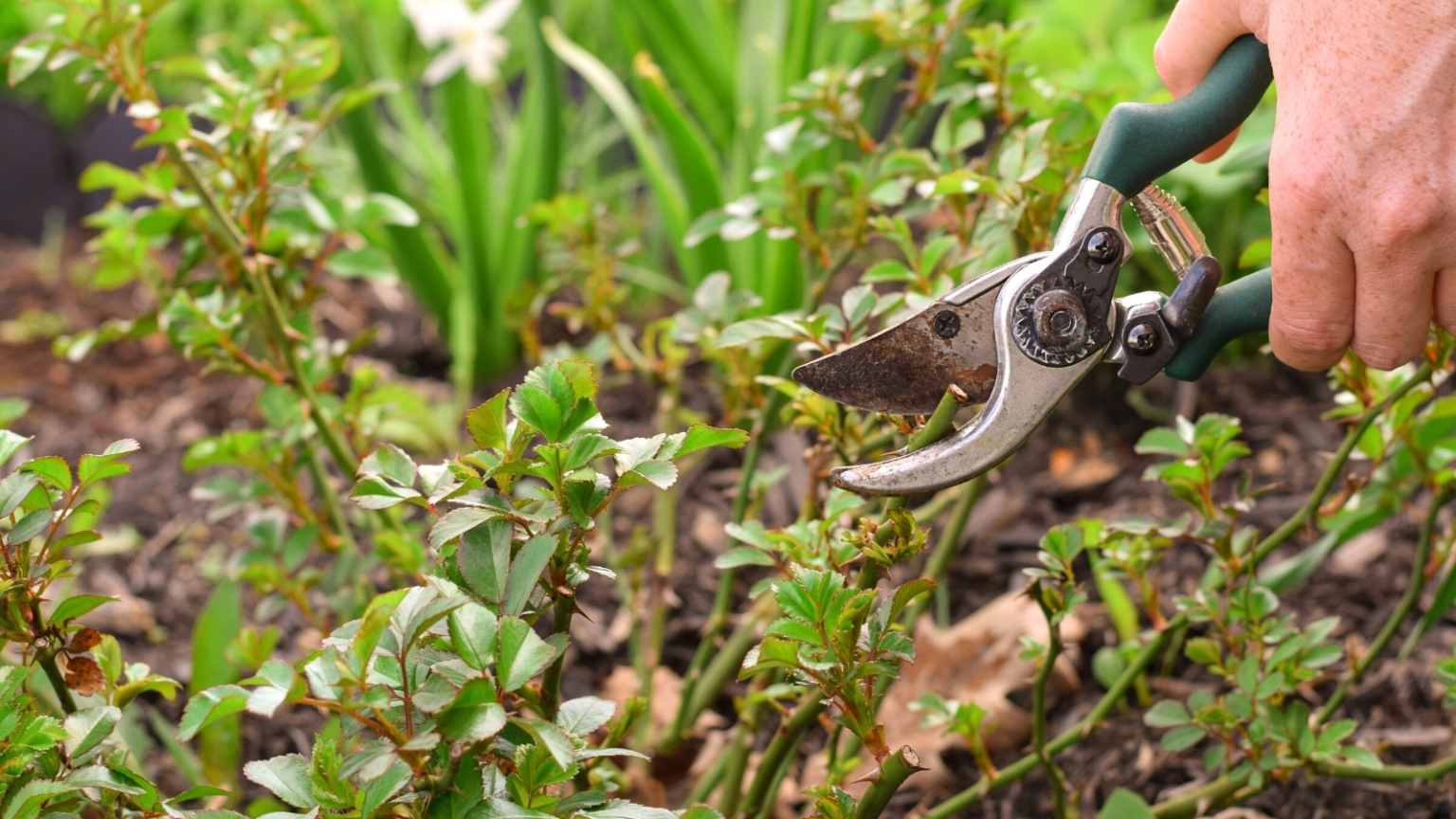 15 Tasks to do in March for a Flourishing Spring Garden