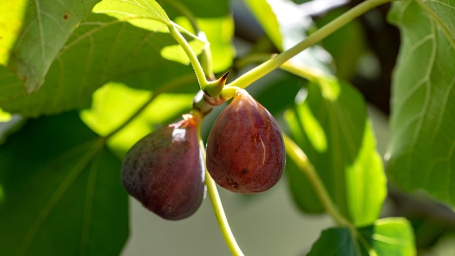 How to Plant, Grow, and Care For 'Brown Turkey' Figs