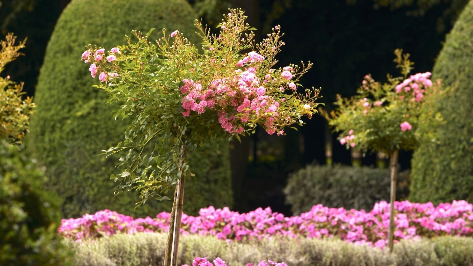 How to Make a Topiary in your Garden