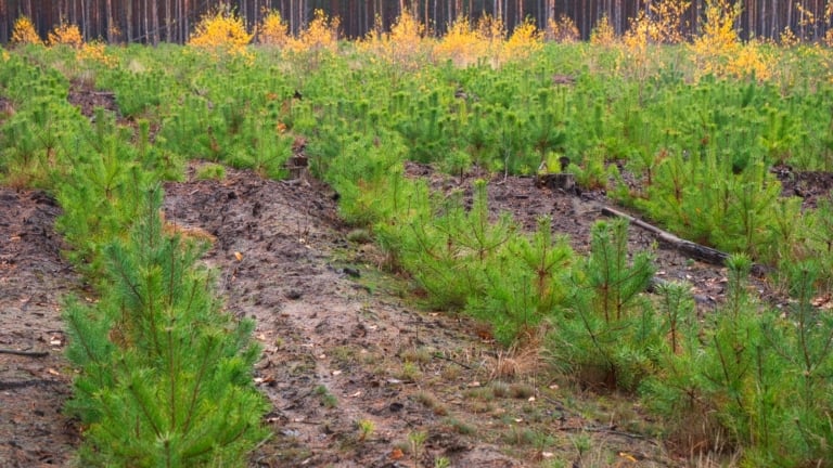 What is a Monoculture?