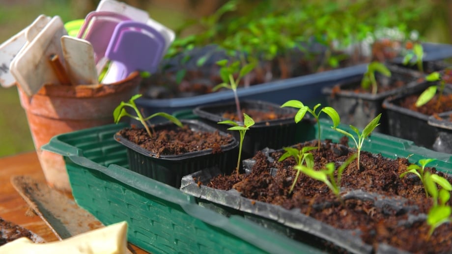 15 Best Tips for Seed-Sowing Success This Season