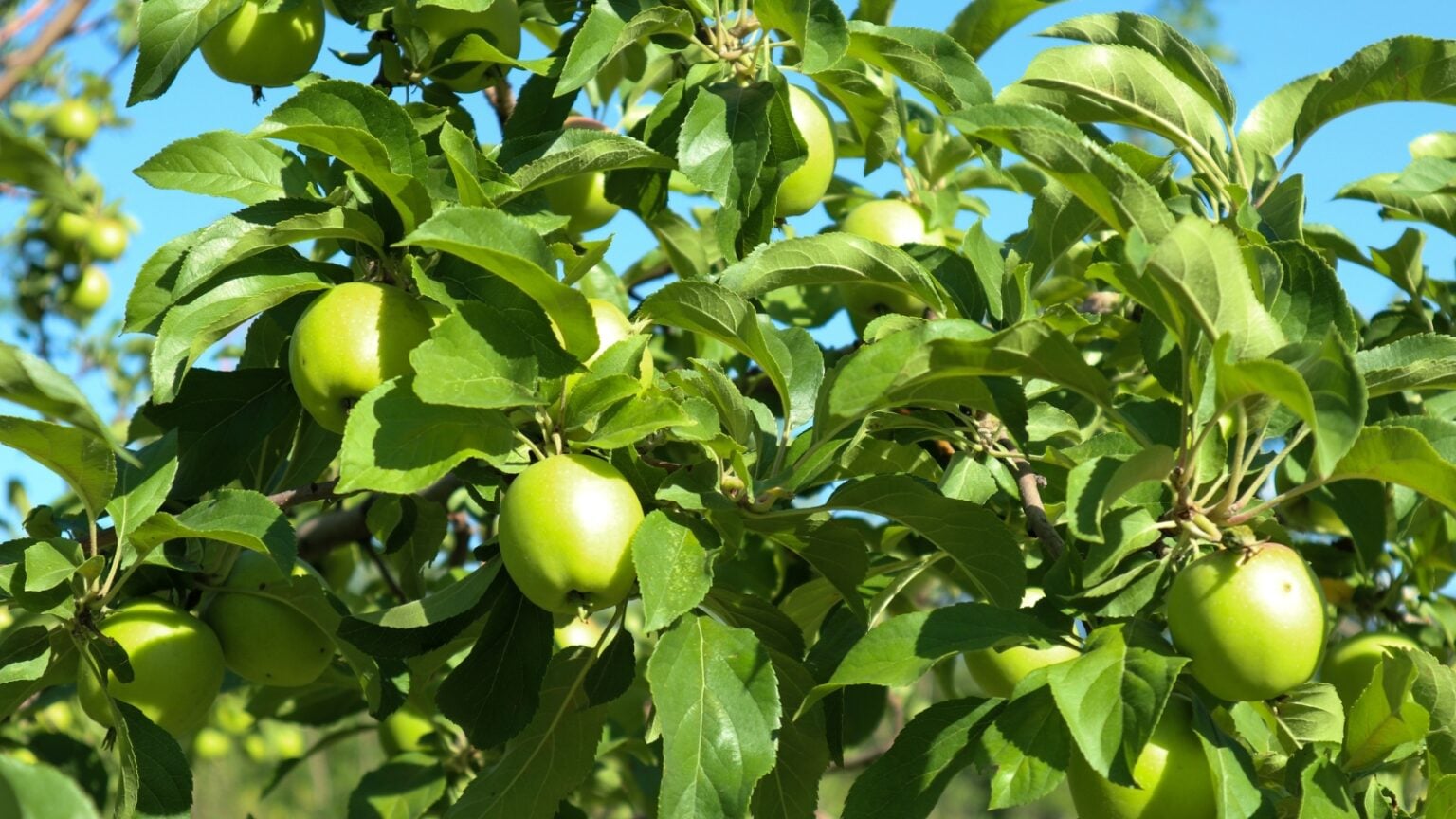 How to Plant, Grow, and Care for 'Granny Smith' Apple Trees