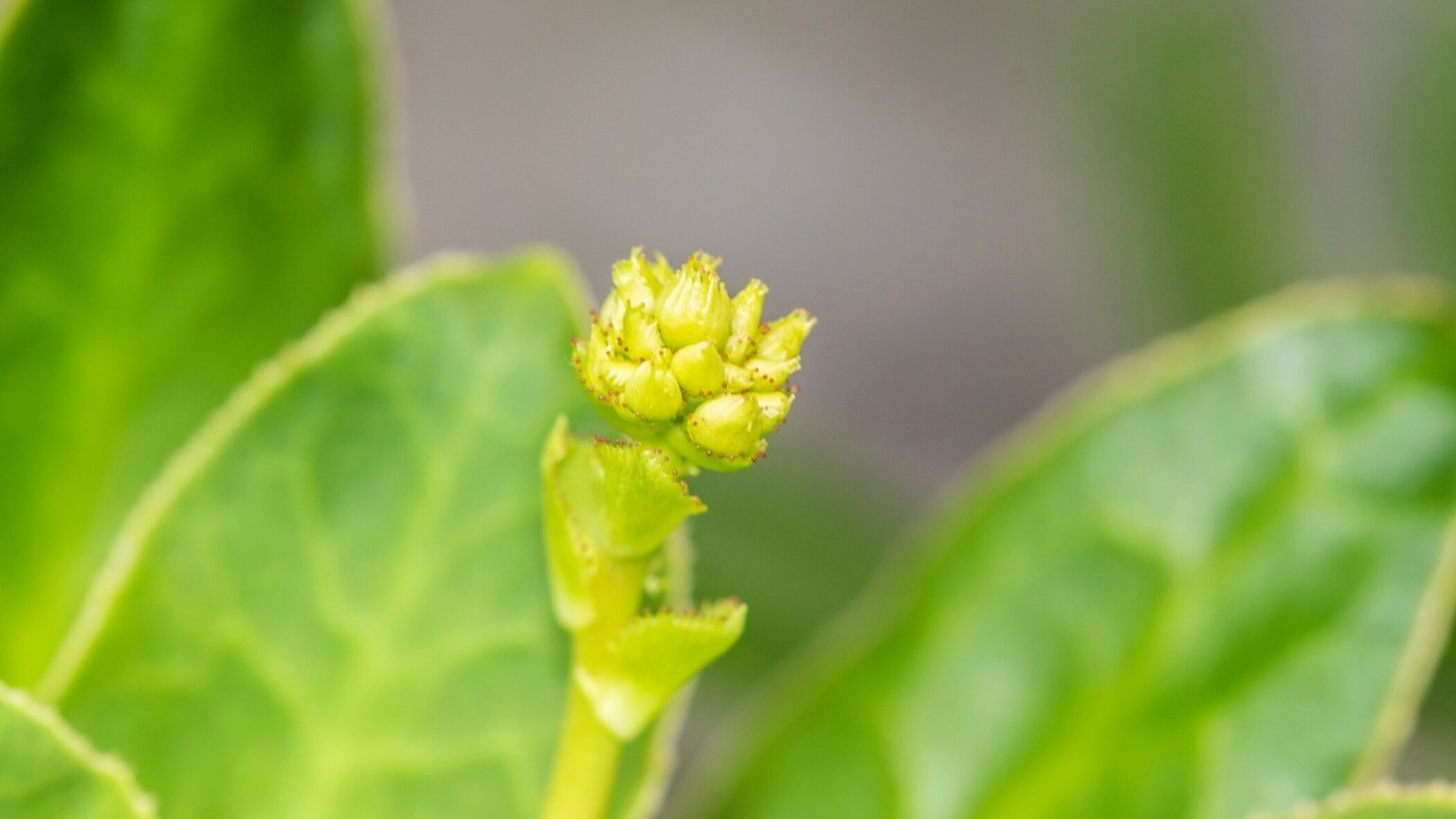 How to Plant, Grow, and Care for Lewisia