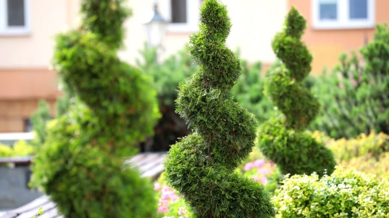 How to Make a Topiary in your Garden
