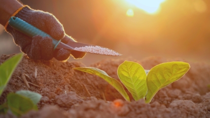 11 Tips for Fertilizing Your Garden this Spring