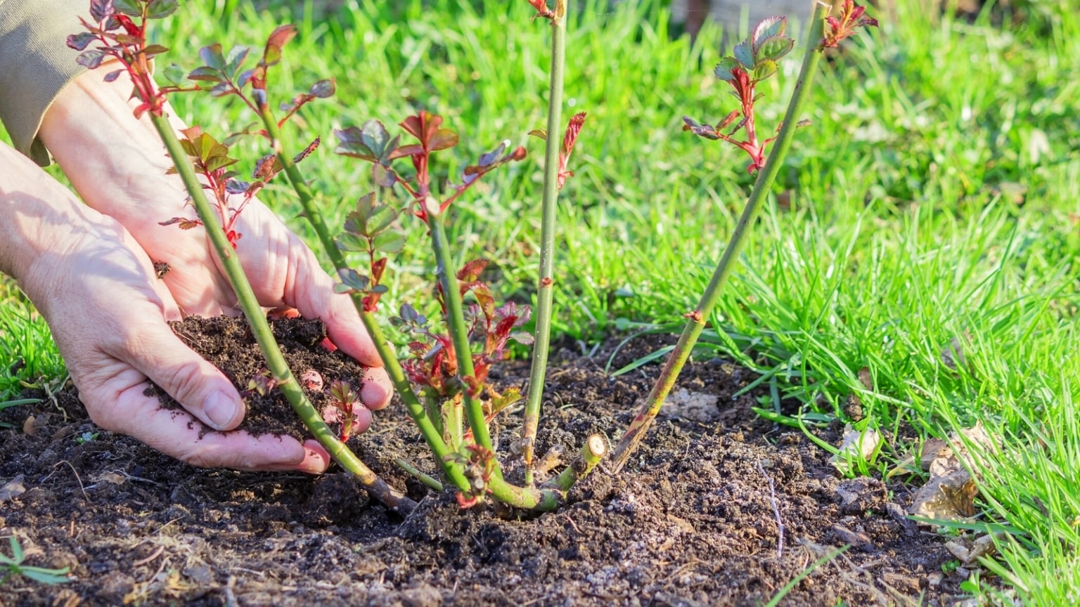 5 Spring Rose Care Tips