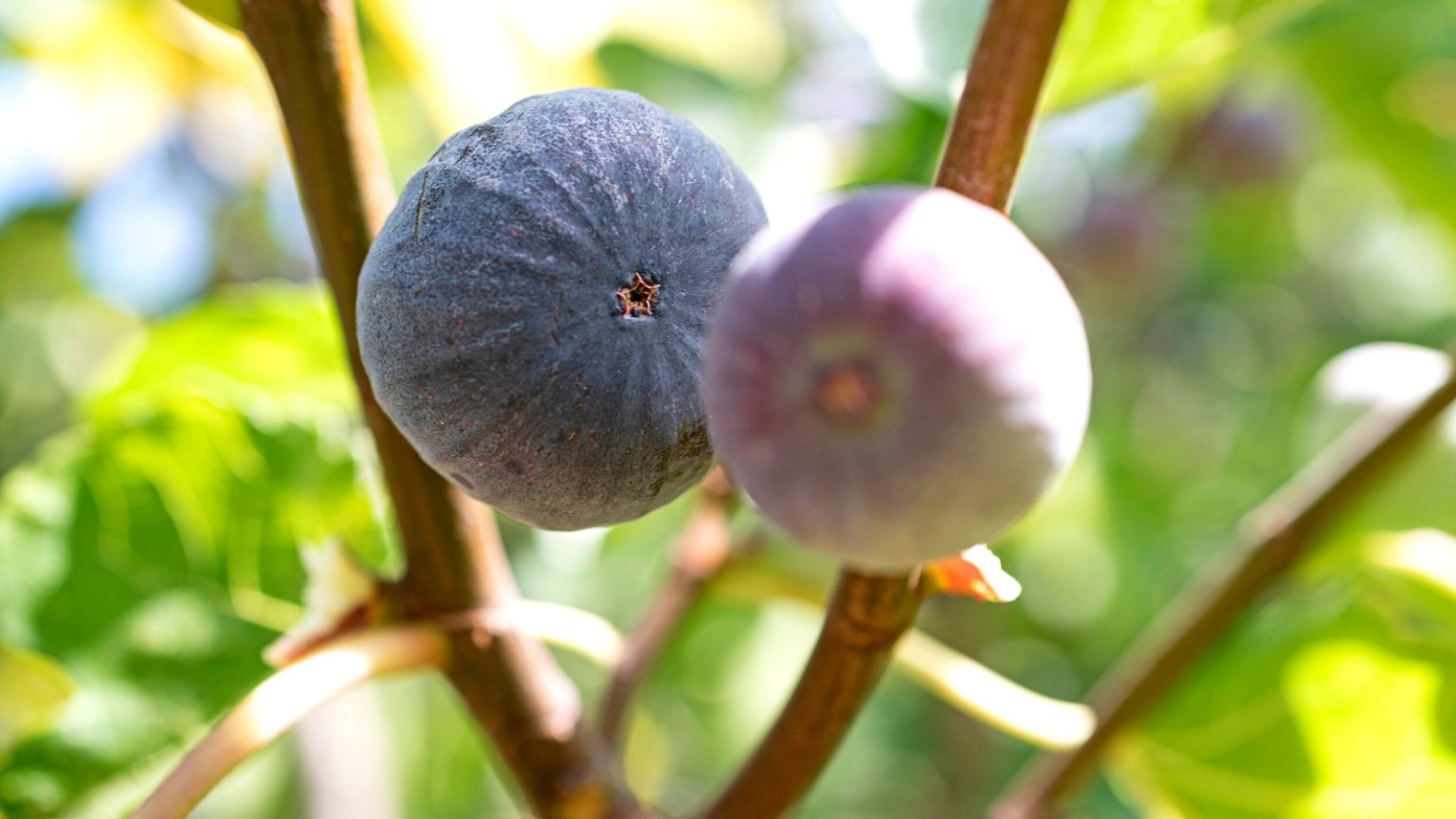 13 Tastiest Fig Varieties for Home Gardens