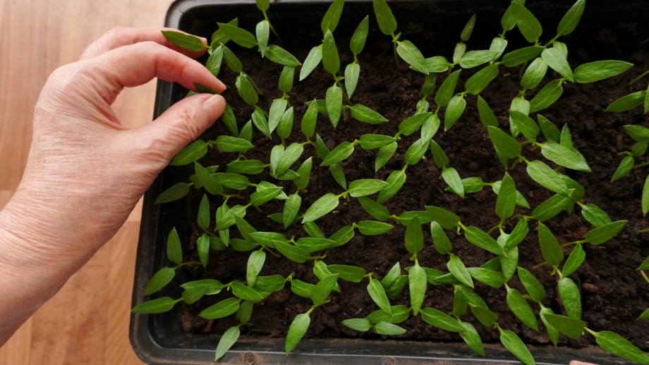 15 Best Tips for Seed-Sowing Success This Season