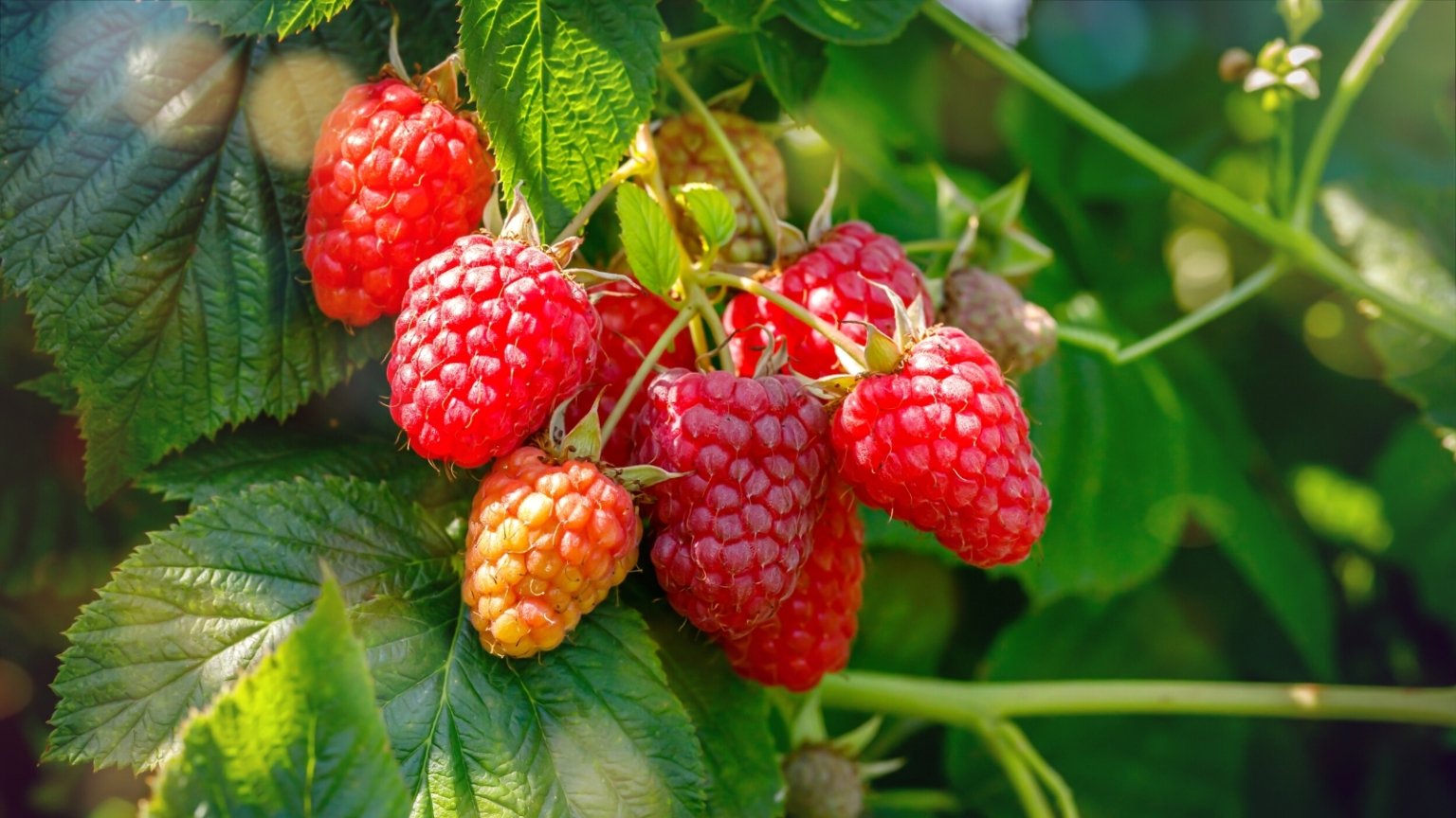 13 Best Thornless Berry Varieties for Your Garden
