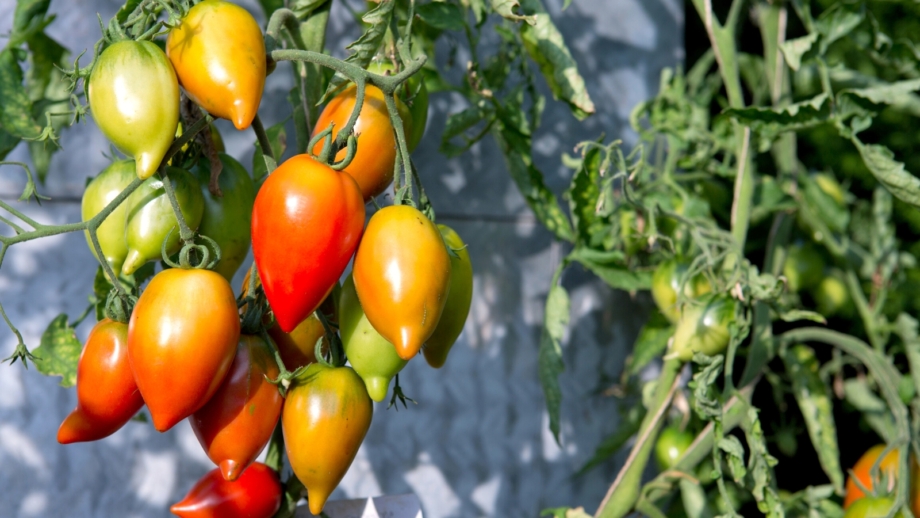 What Are Growing Zones, and What Do They Mean for Your Garden?