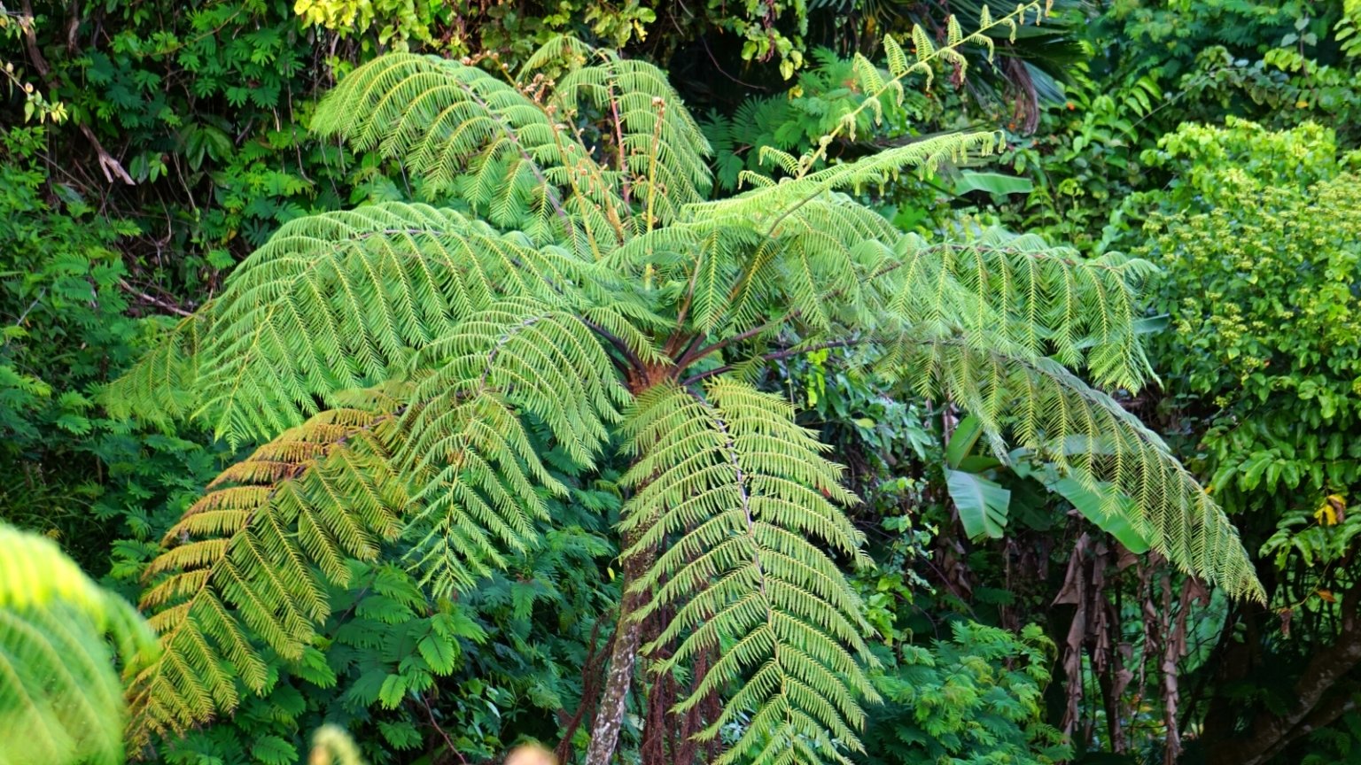 How to Plant, Grow, and Care for Tree Ferns