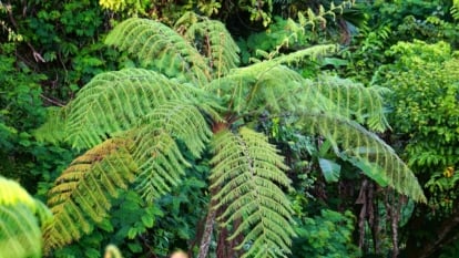 How to Plant, Grow, and Care for Tree Ferns