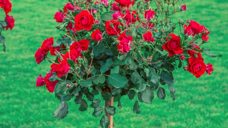 25 Best Tree Roses For Your Garden
