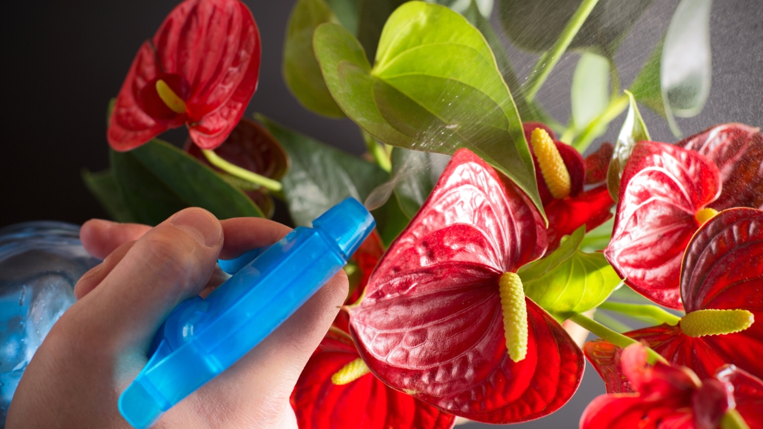 Anthurium Care in Water: Simple Hydroponic Growing Tips
