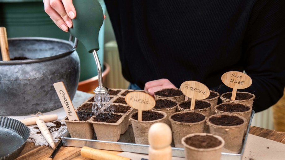 15 Best Tips for Seed-Sowing Success This Season
