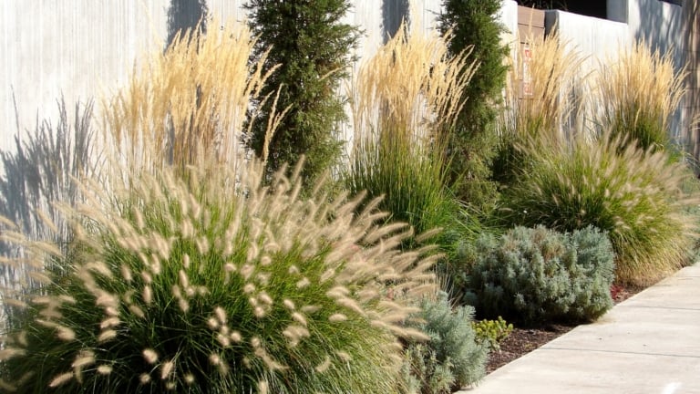 15 Beautiful Design Ideas for Xeriscape Gardens