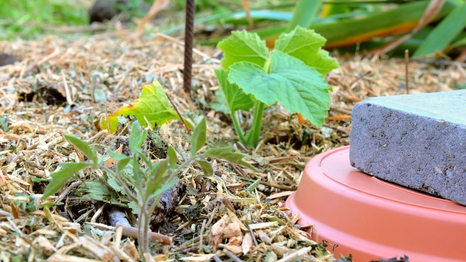 How and Why to Use an Olla to Water Your Garden