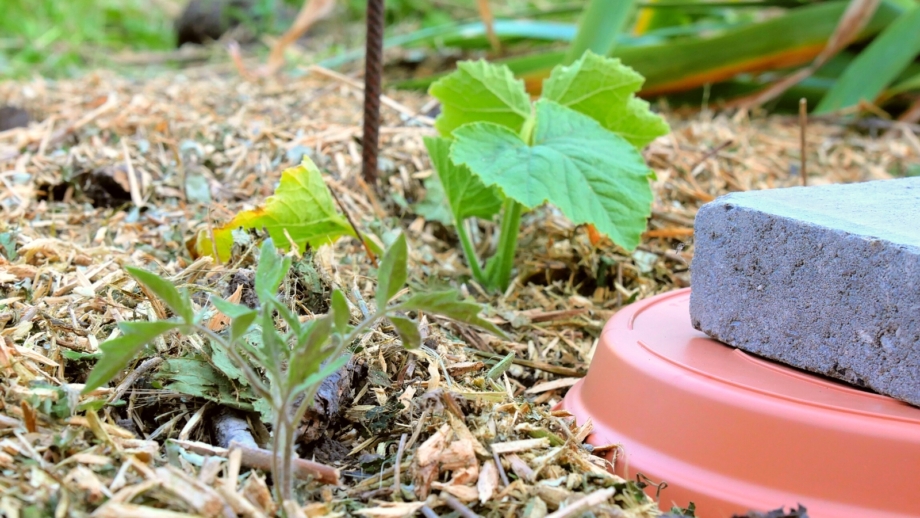 How and Why to Use an Olla to Water Your Garden