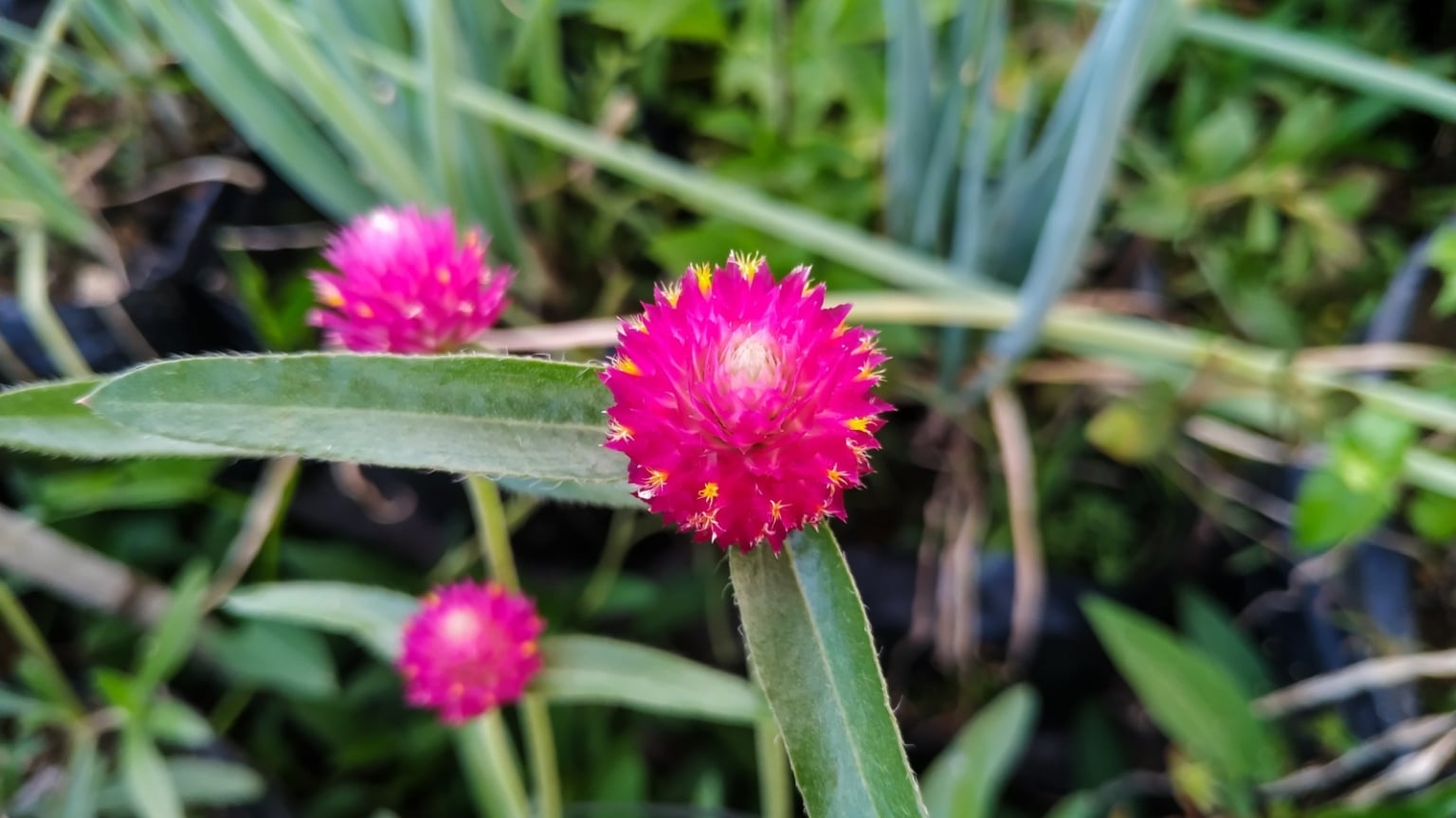 19 Beautiful Varieties of Gomphrena: Globe Amaranth