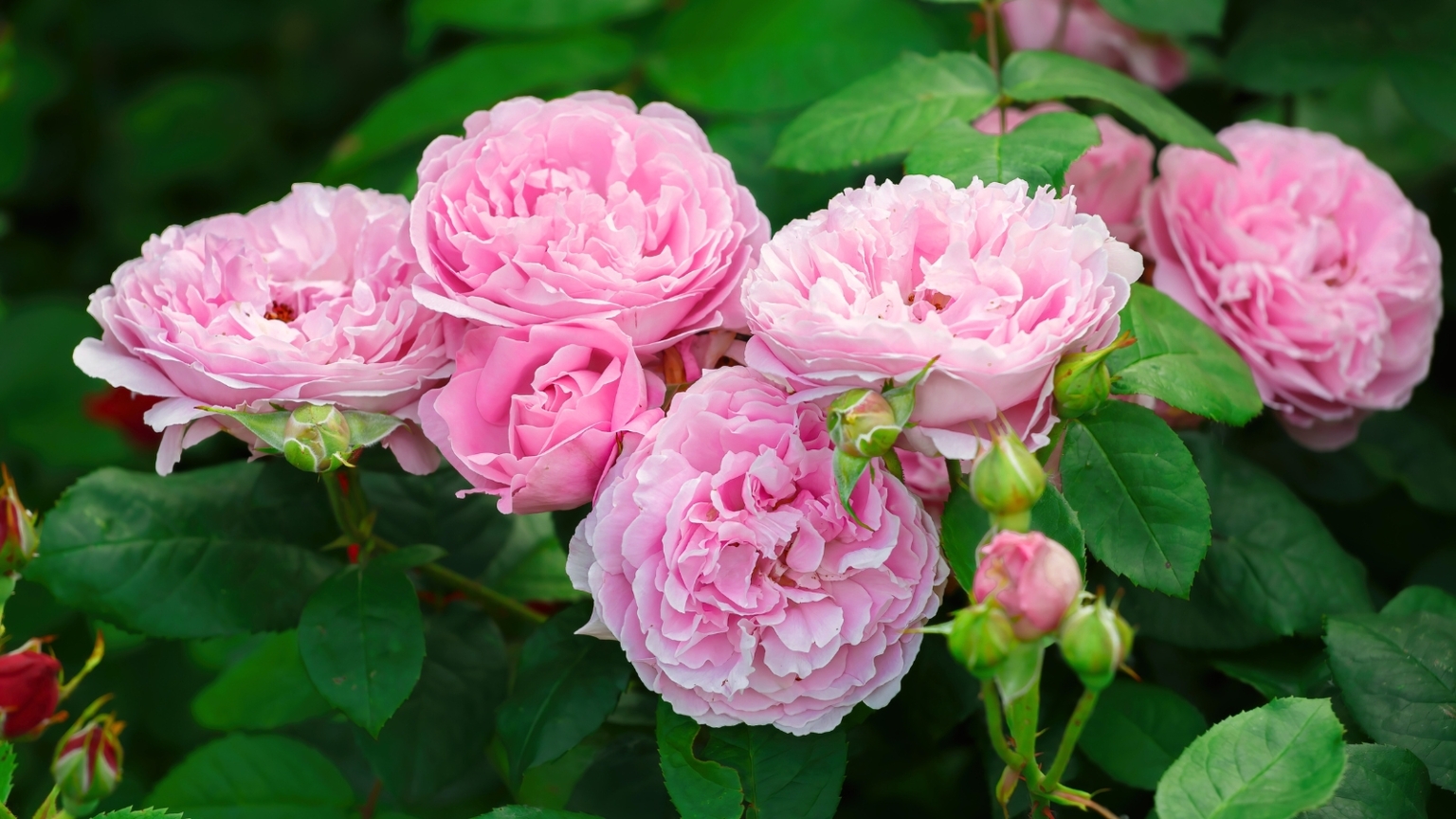 How to Plant, Grow, and Care for Madame Ernest Calvat Roses