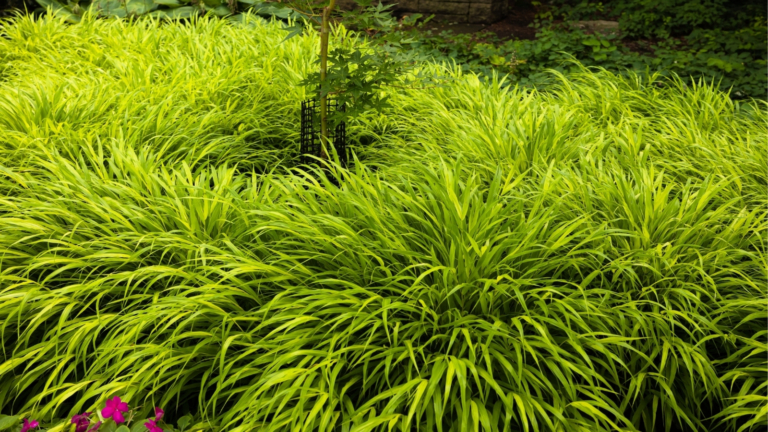 9 Best Varieties of Japanese Forest Grass