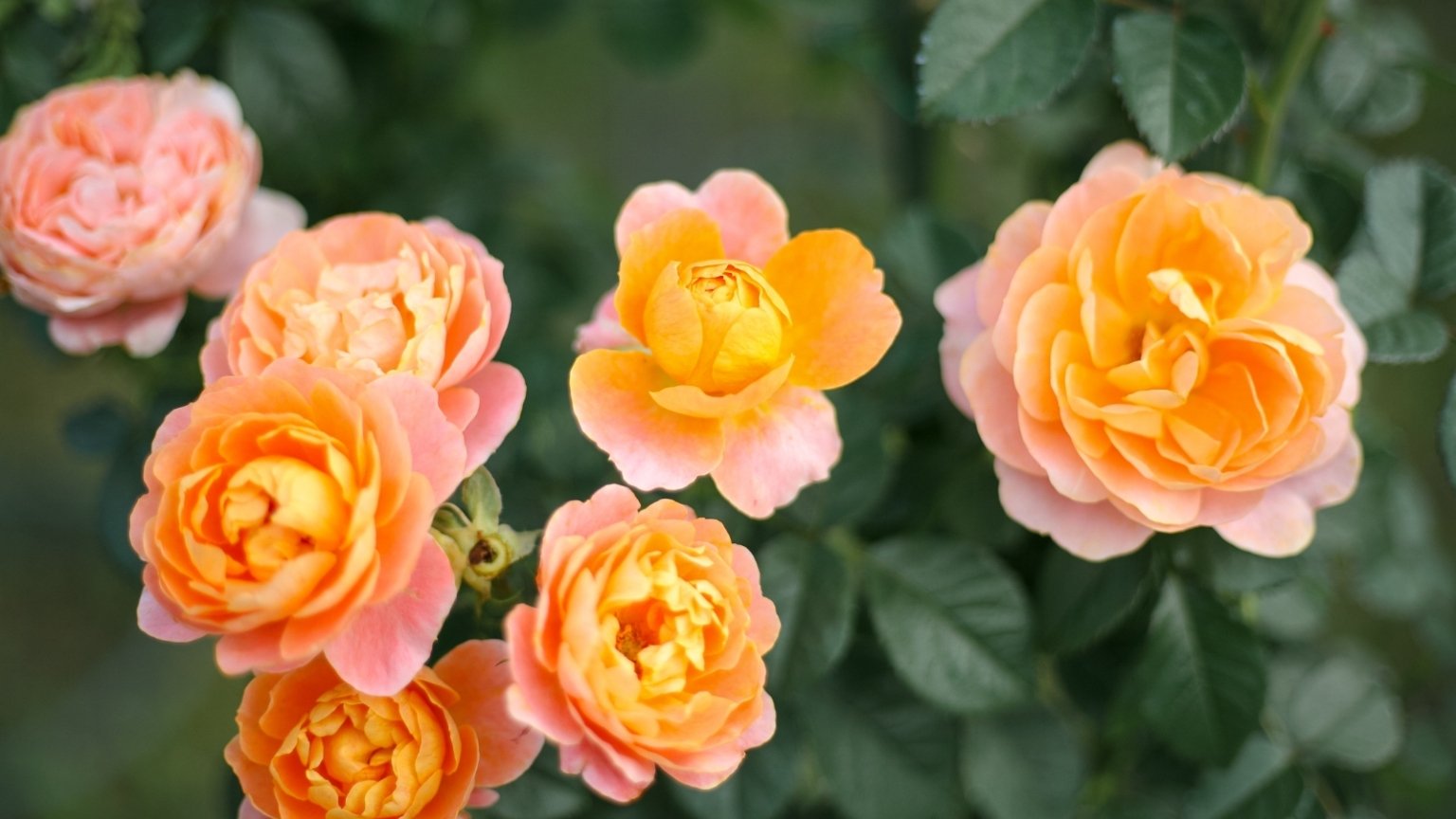 15 Popular Peach and Apricot Roses