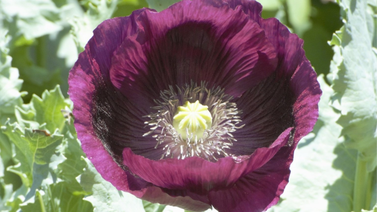 31 Beautiful Poppy Varieties for Your Garden