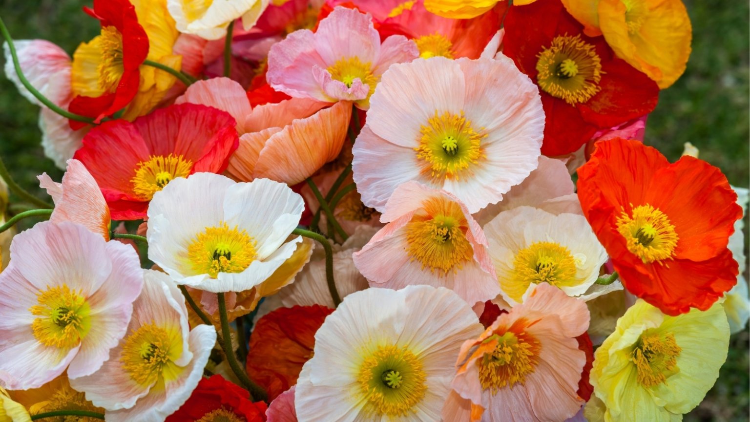 31 Beautiful Poppy Varieties for Your Garden