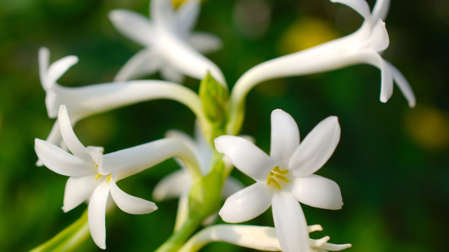 How to Plant, Grow, and Care For Tuberose