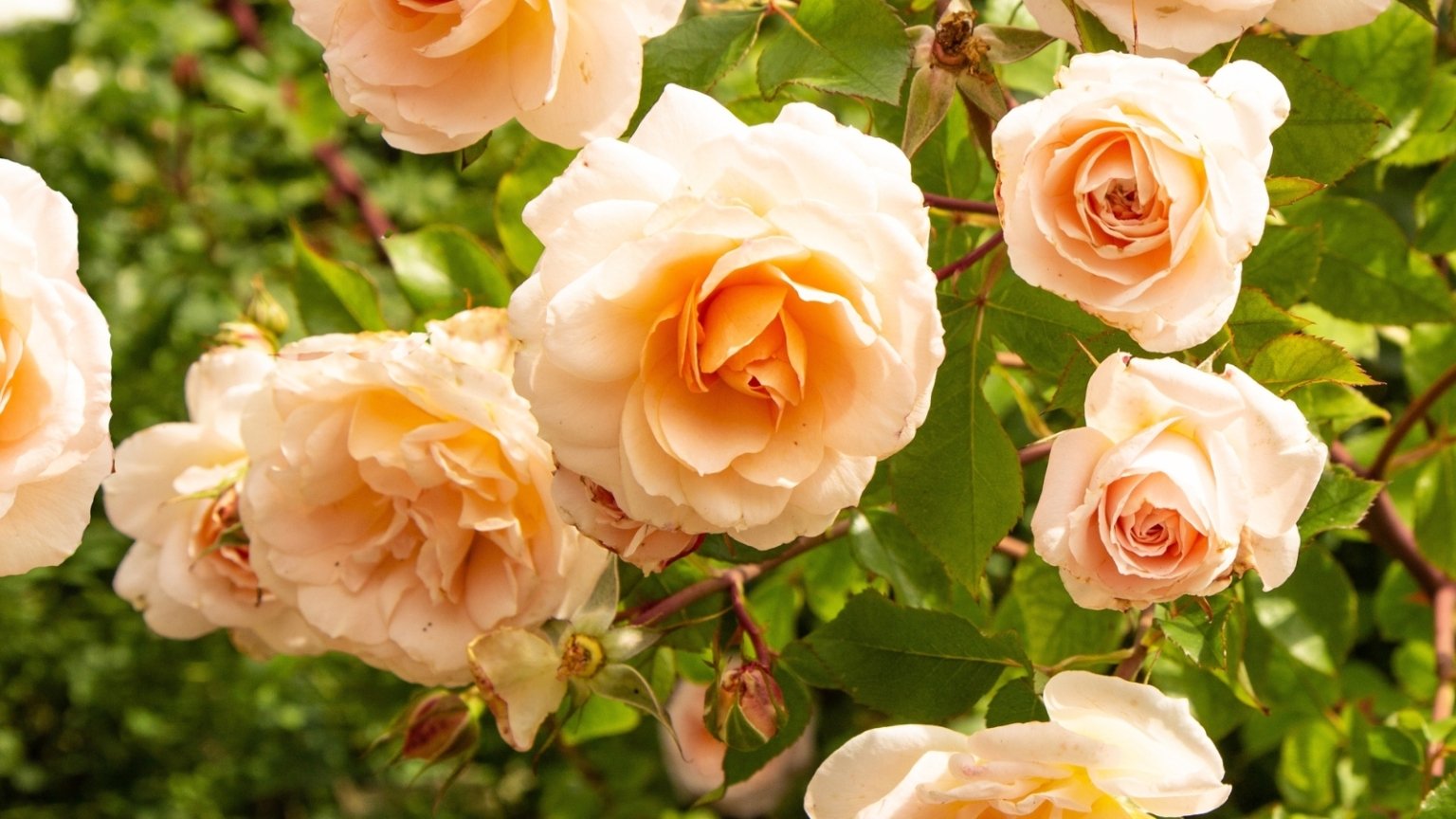 15 Popular Peach and Apricot Roses