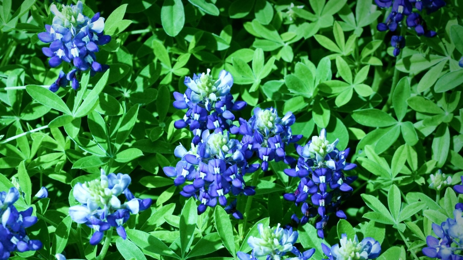 How to Plant, Grow, and Care for Texas Bluebonnets