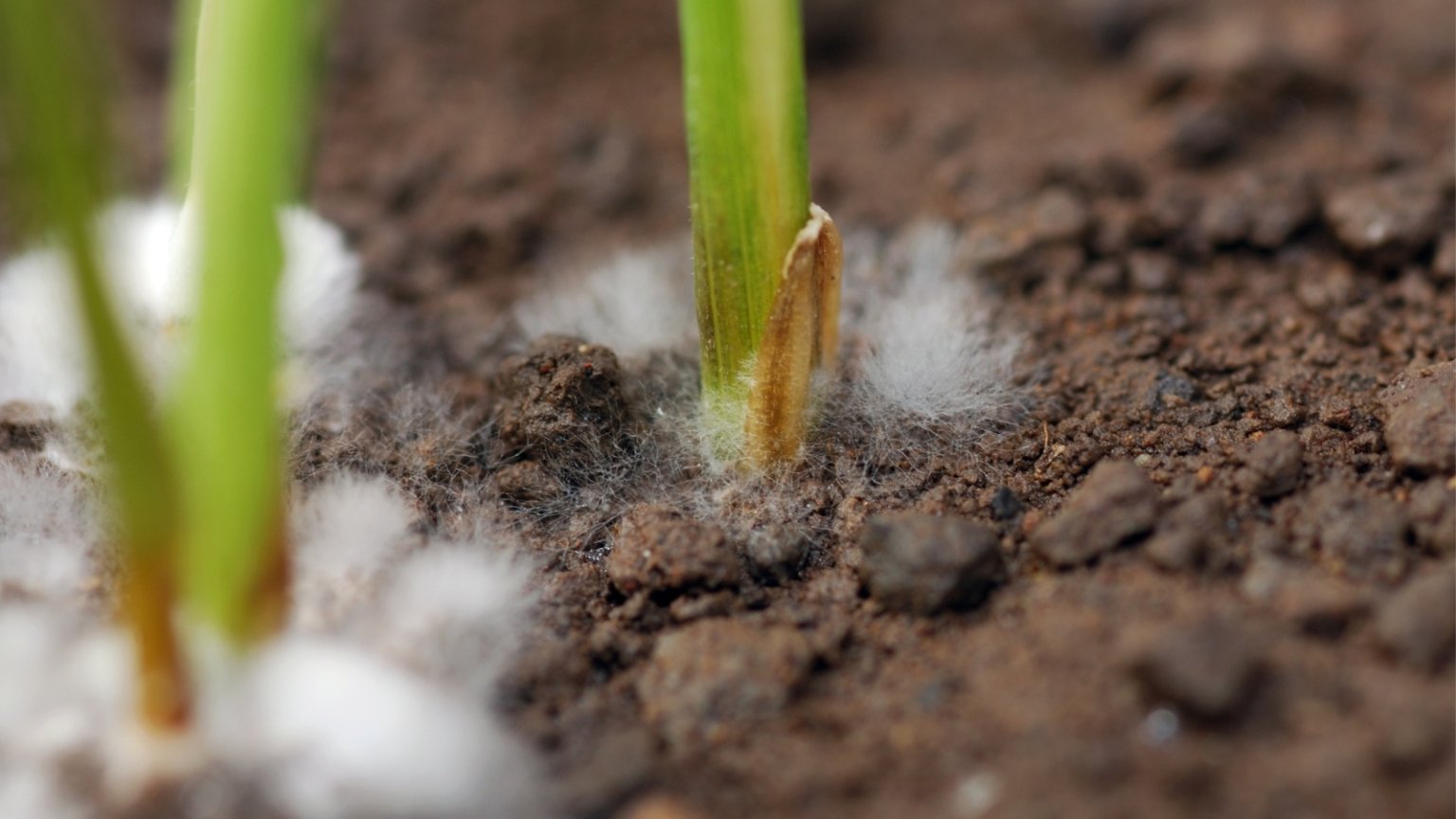 How to Identify, Treat, and Prevent Crown Rot