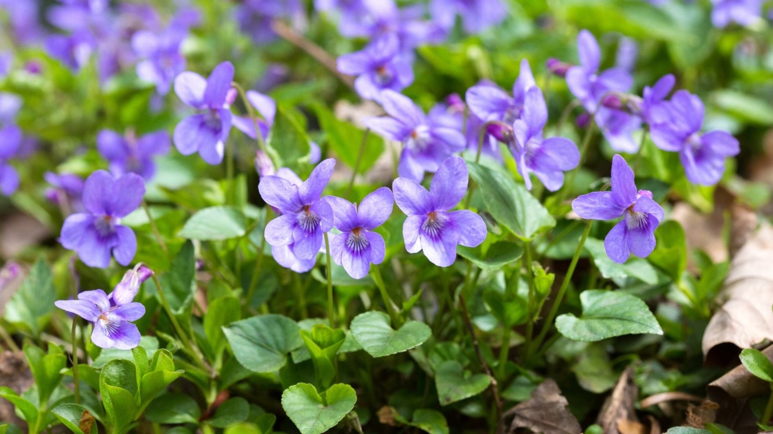 9 Reasons to Embrace the Wild Violets in Your Lawn