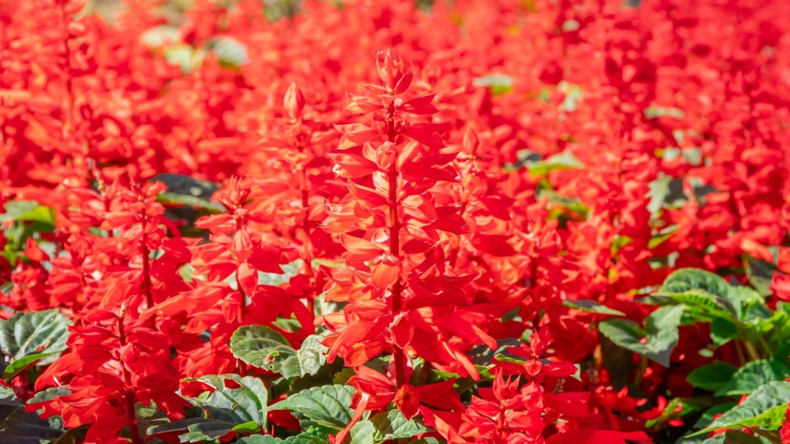 21 Native Wildflowers For Florida Gardens