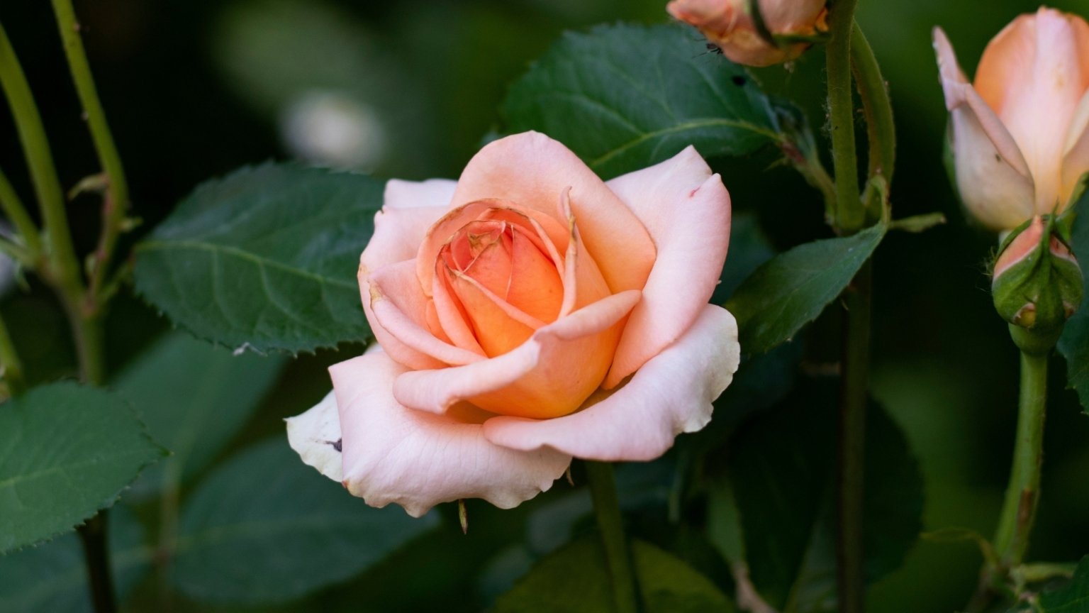 15 Popular Peach and Apricot Roses
