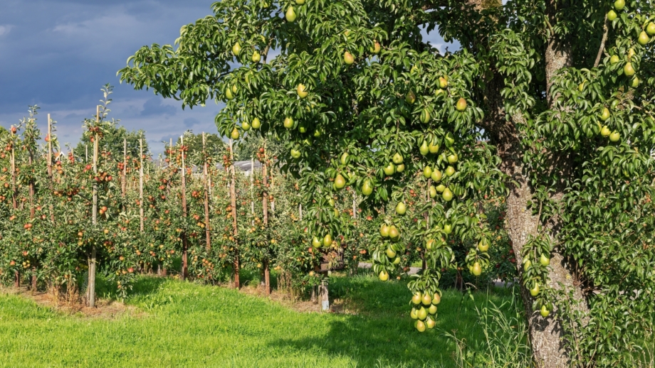 15 Trees to Plant This Arbor Day