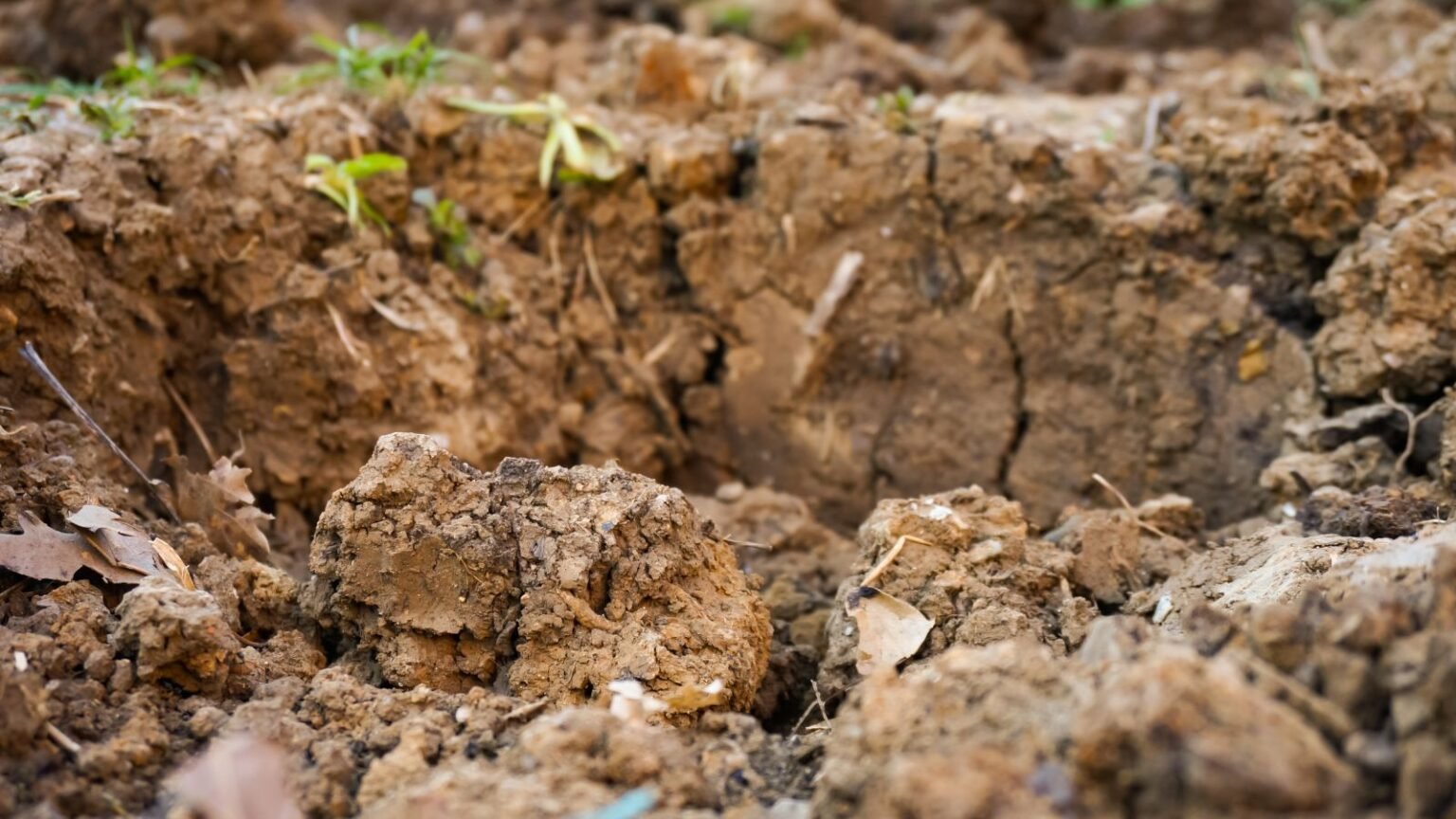 7 Steps to Improve Hard Soil, Fast