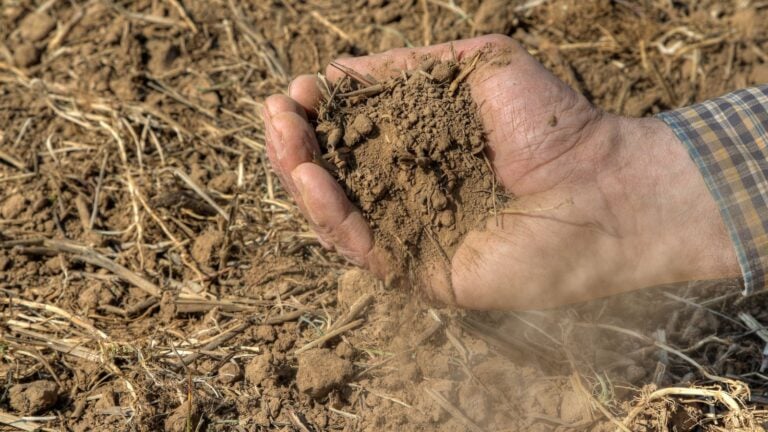 7 Steps to Improve Hard Soil, Fast