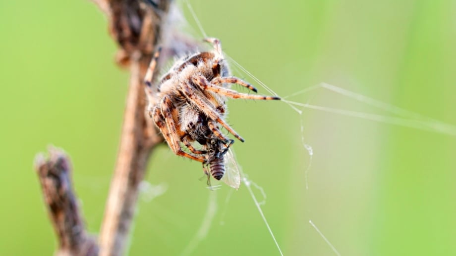 How Do Spiders Benefit the Garden?