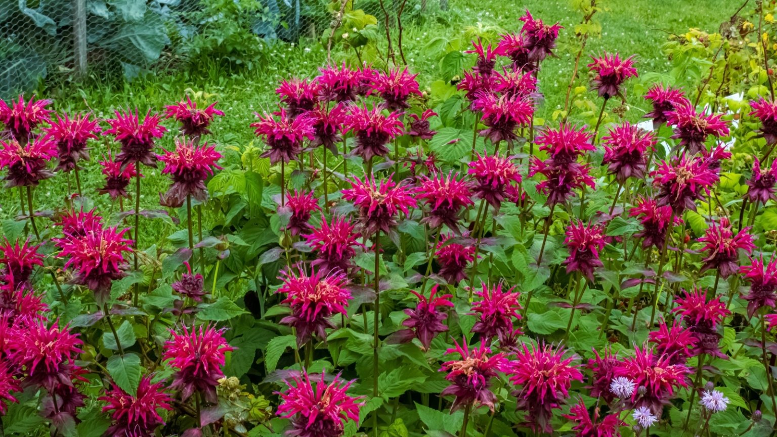 17 Best Bee Balm Varieties for the Home Garden