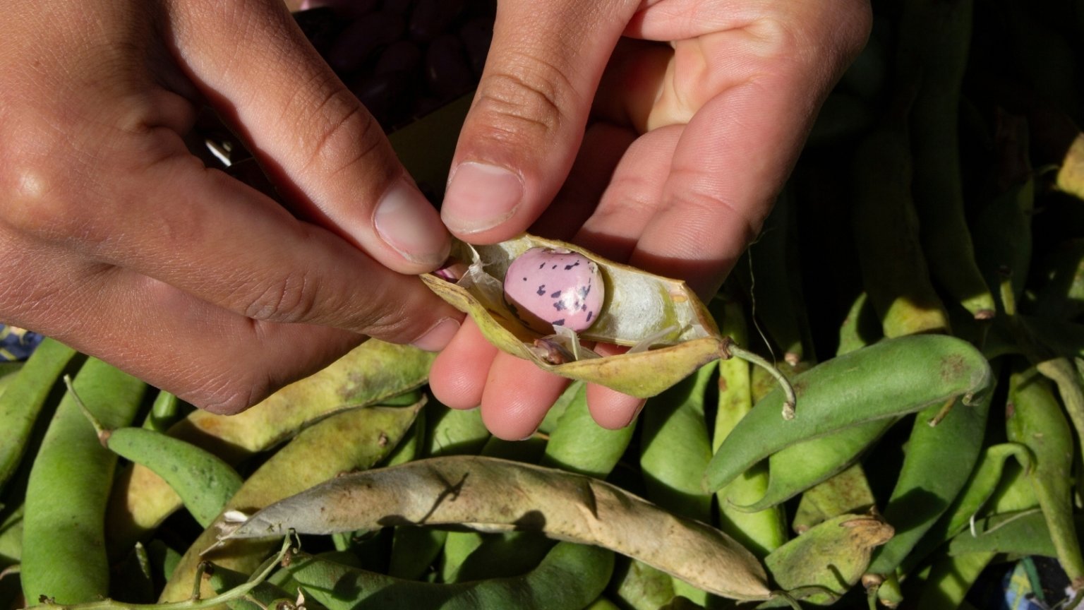How to Plant, Grow, and Care For Scarlet Runner Beans