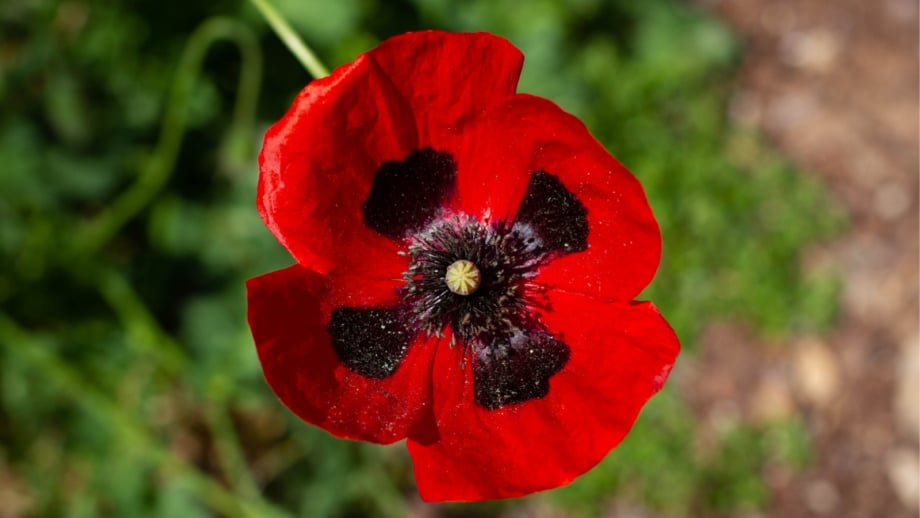 31 Beautiful Poppy Varieties for Your Garden