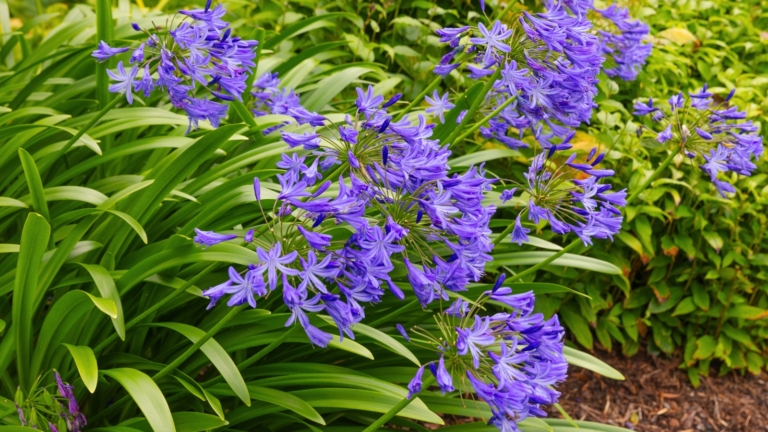 19 Plants to Feature in Contemporary Home Gardens