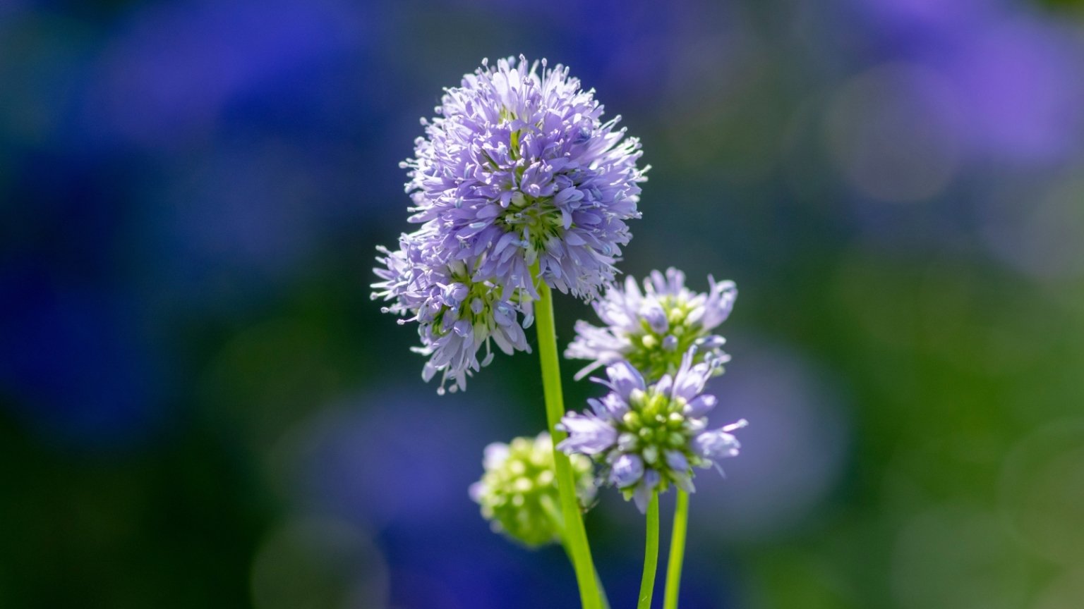 17 Wildflowers That Bloom in Fall