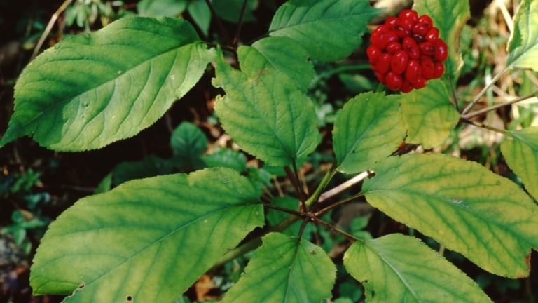 37 Perennial Herbs: Plant Them Once and Harvest Forever