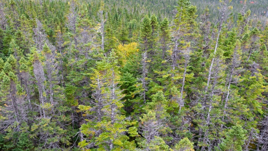 How to Plant, Grow, and Care For Arborvitae