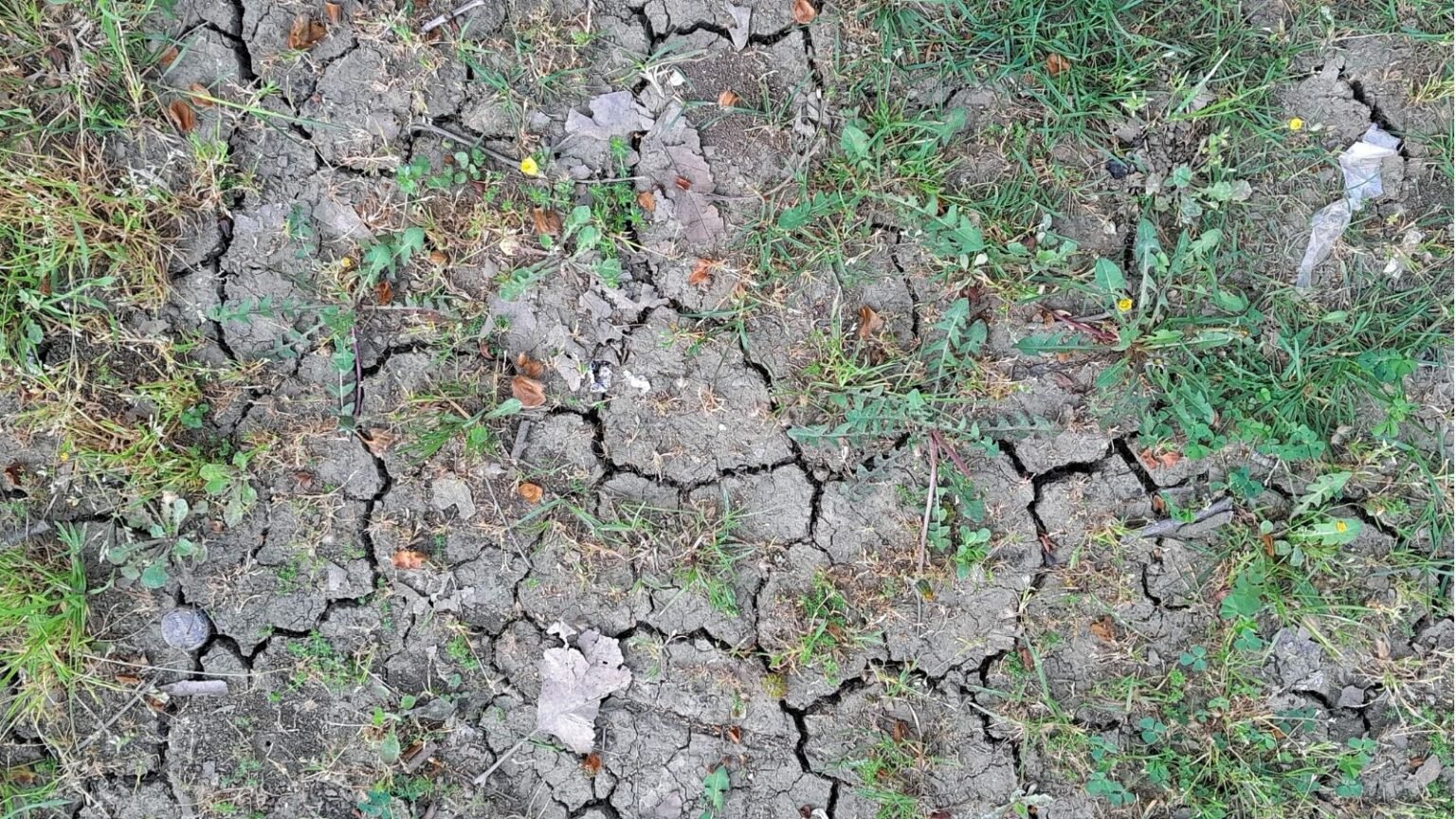 7 Steps to Improve Hard Soil, Fast