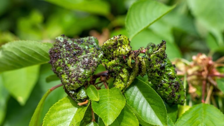 How to Plant, Grow, and Care for ‘Black Tartarian’ Cherry Trees