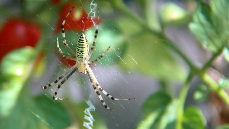 How Do Spiders Benefit the Garden?